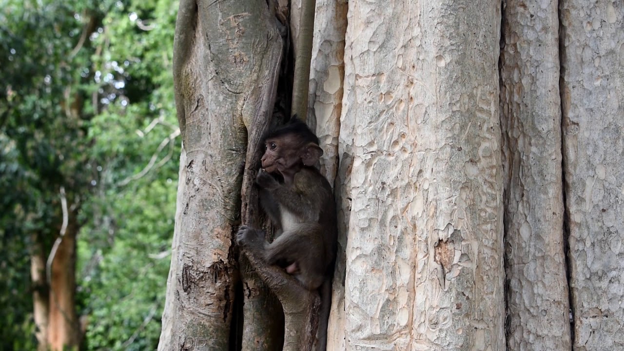 Toddler monkeys they play hide and seek with friend /ak monkey zone ...