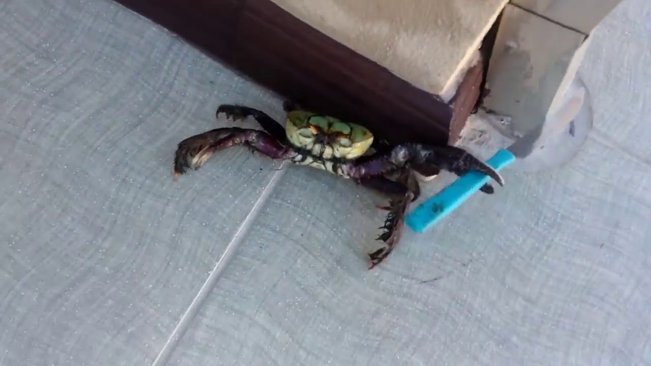 Mess with the crabo you get the stabo! - YouTube