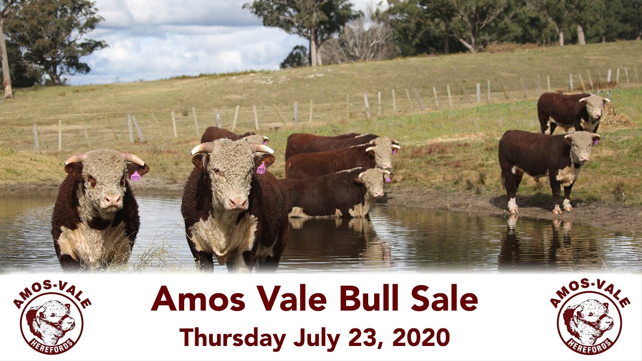 Amos Vale Herefords 2020 - YouTube