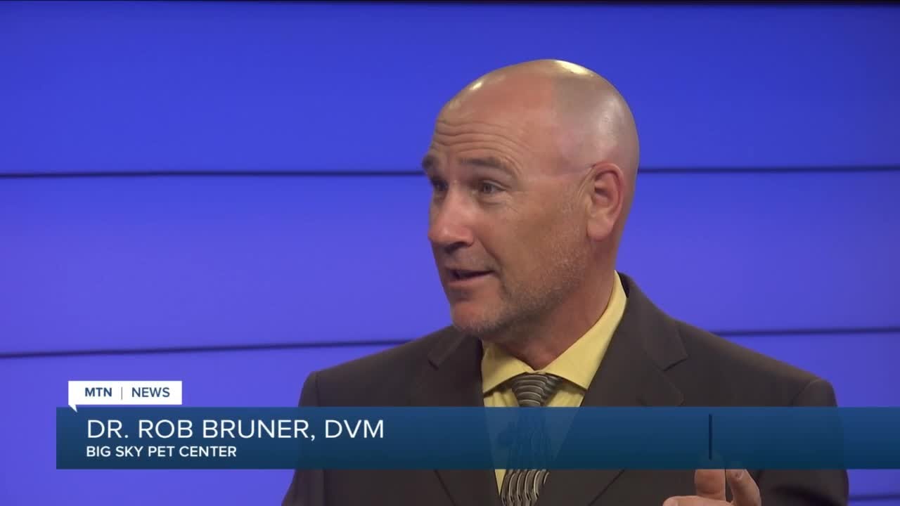 Dr. Rob discusses pet heart health on Montana This Morning - YouTube