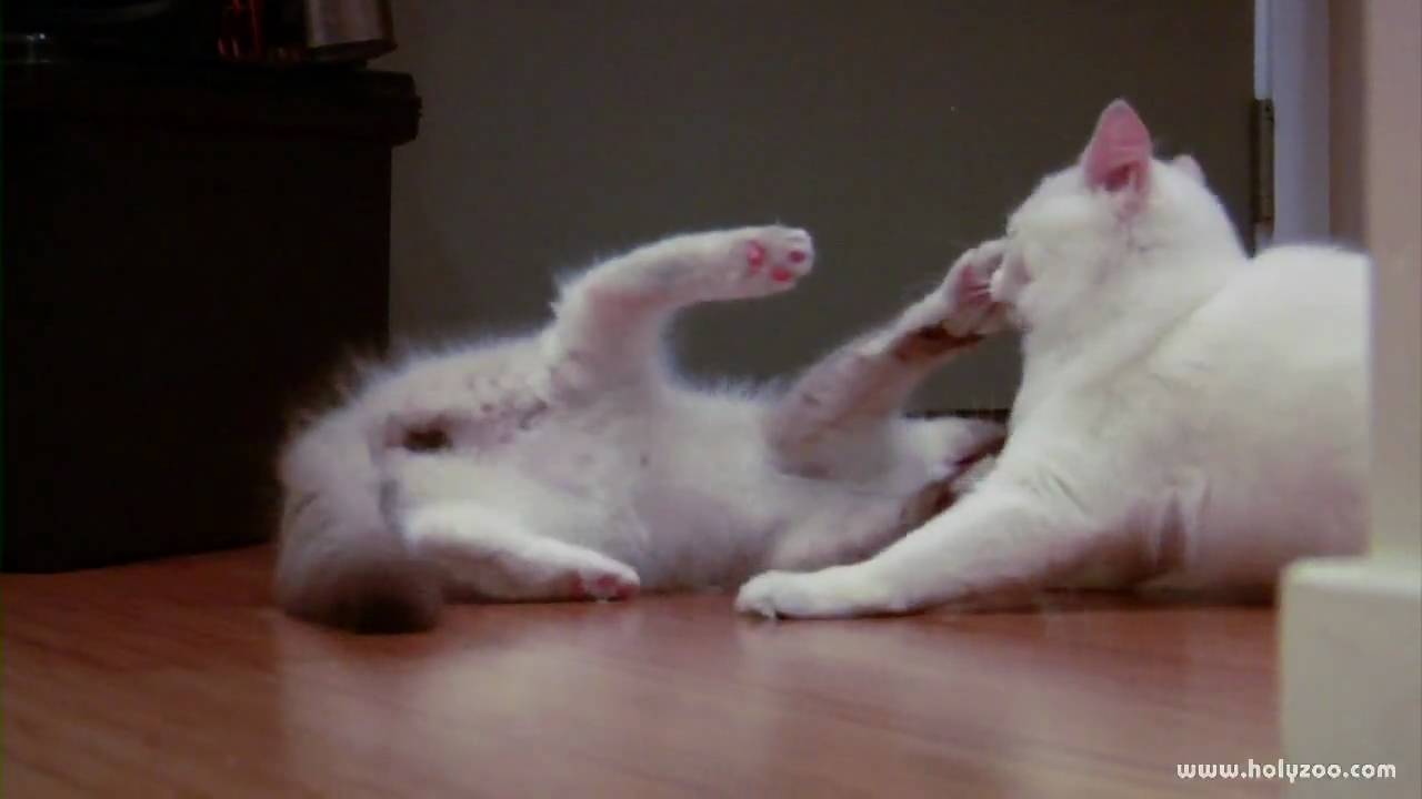 Kitten War - YouTube
