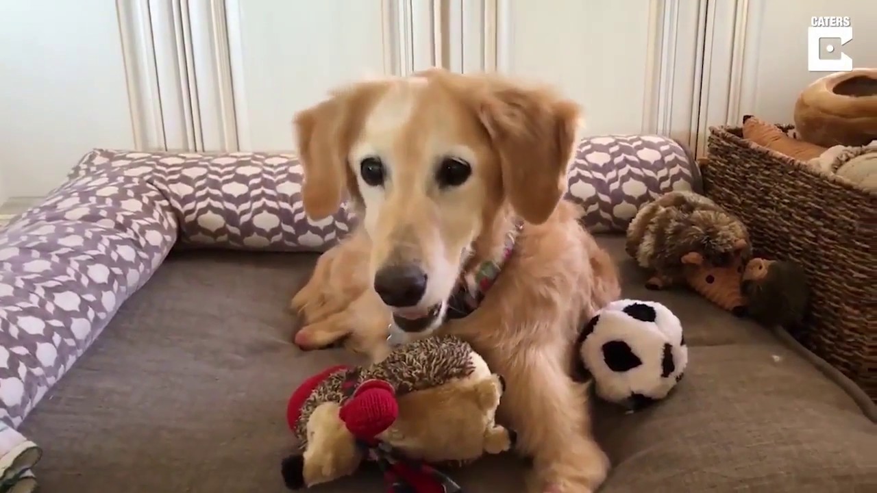Dog who lost all four paws after being dumped in bin crowned America's ...