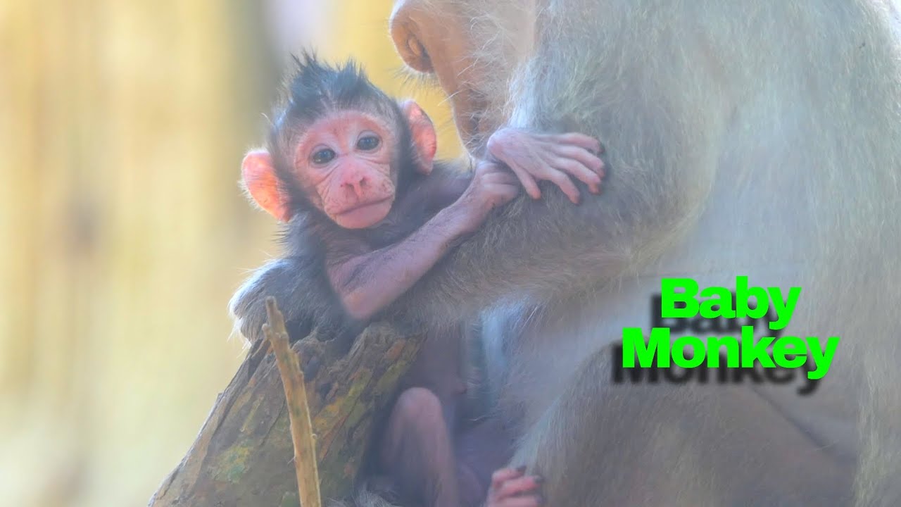 Adorable baby monkey 🐵 and monkey mommy - YouTube