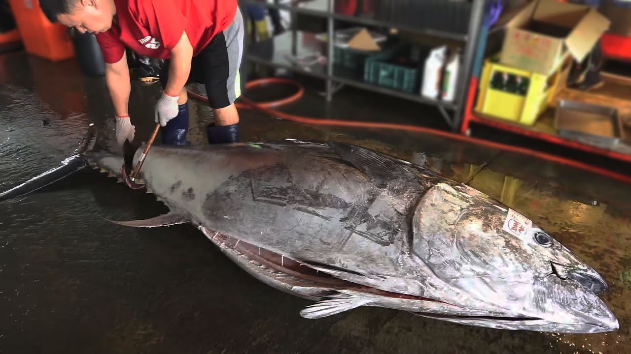 Witness the Precision: Luxurious Otoro Cut from 700 Pounds Massive ...