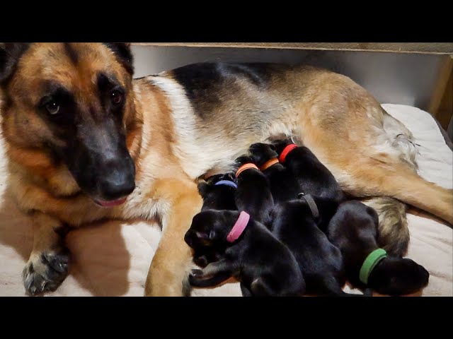 Baby German Shepherd Puppies Newborn