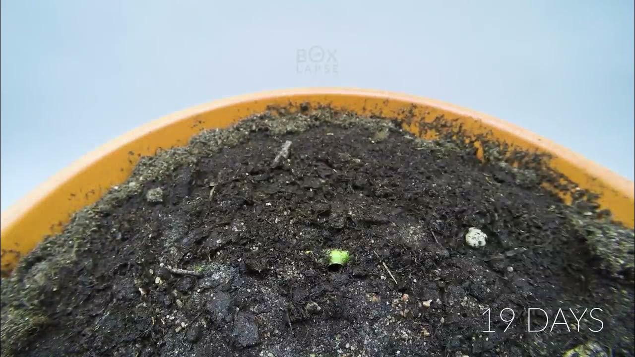 Growing MANGO Tree From Seed ONE YEAR Time Lapse - YouTube