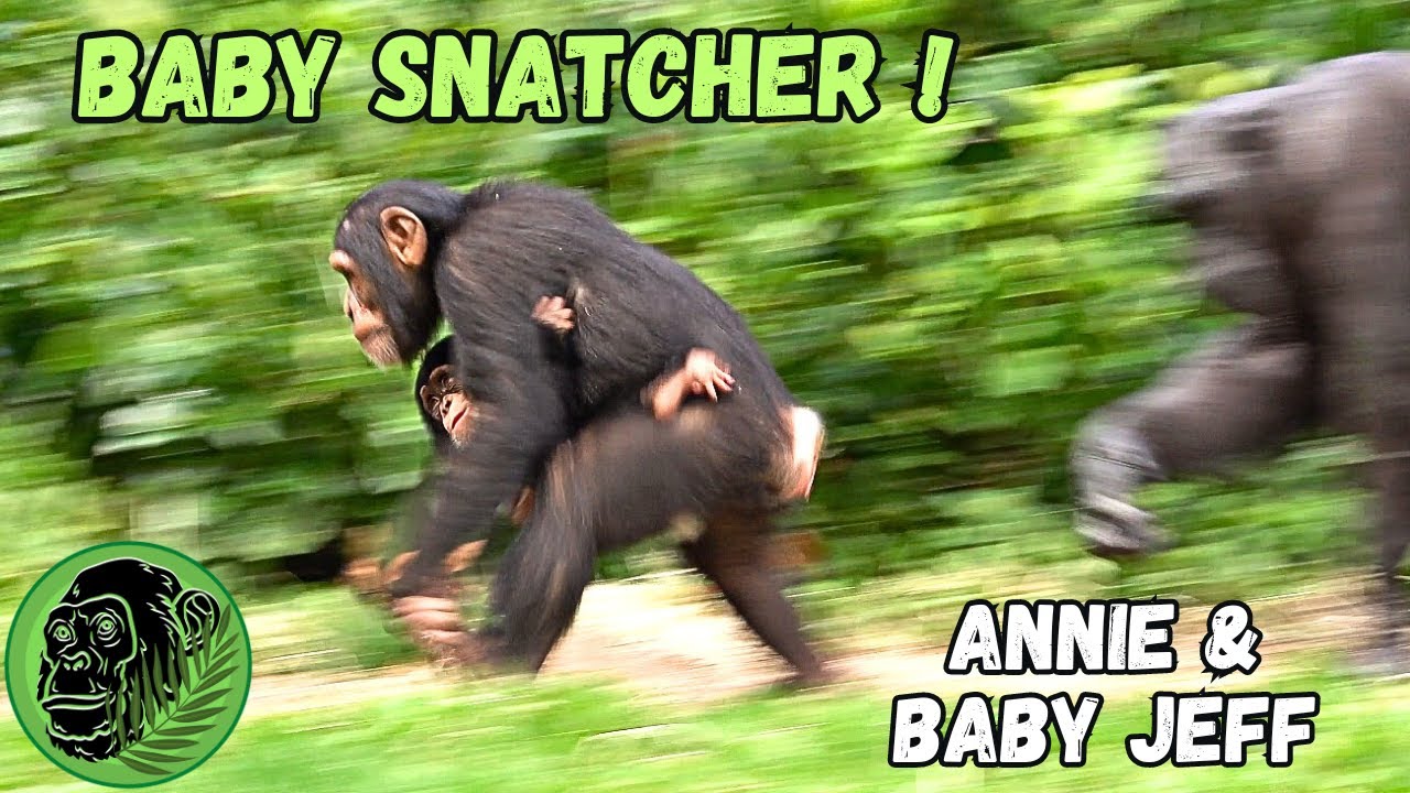 Annie Wants Baby Chimp Jeff All To Herself - YouTube
