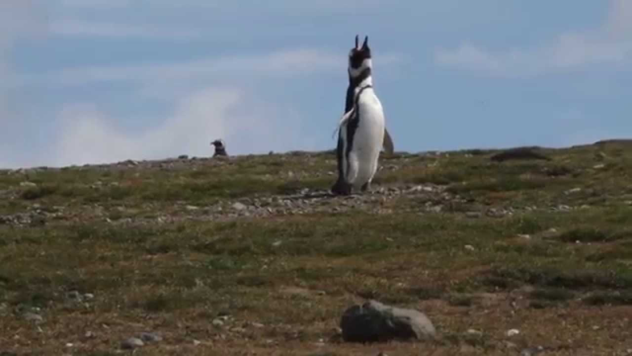 Raw footage of Magellanic penguin braying - YouTube