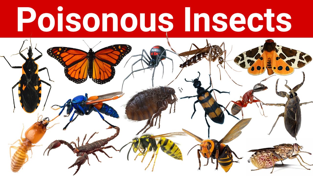 Name of Poisonous Insects | Poisonous Insects | Insects Name For Kids ...
