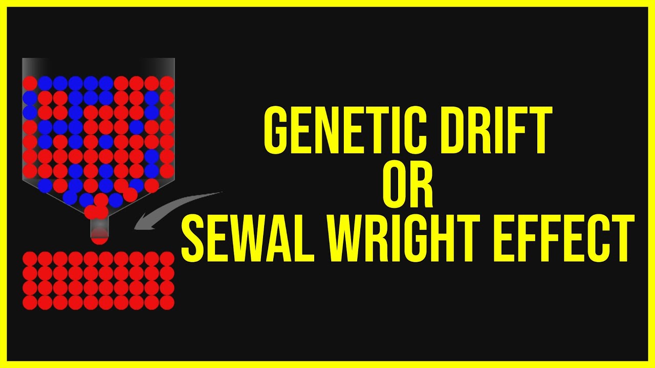 Genetic Drift or Sewal Wright Effect - YouTube