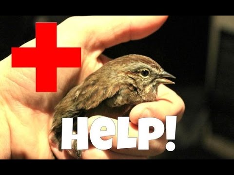 Wild Bird With Broken Leg!! - YouTube