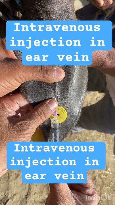 Intravenous injection in ear vein l Dr Umar Khan - YouTube