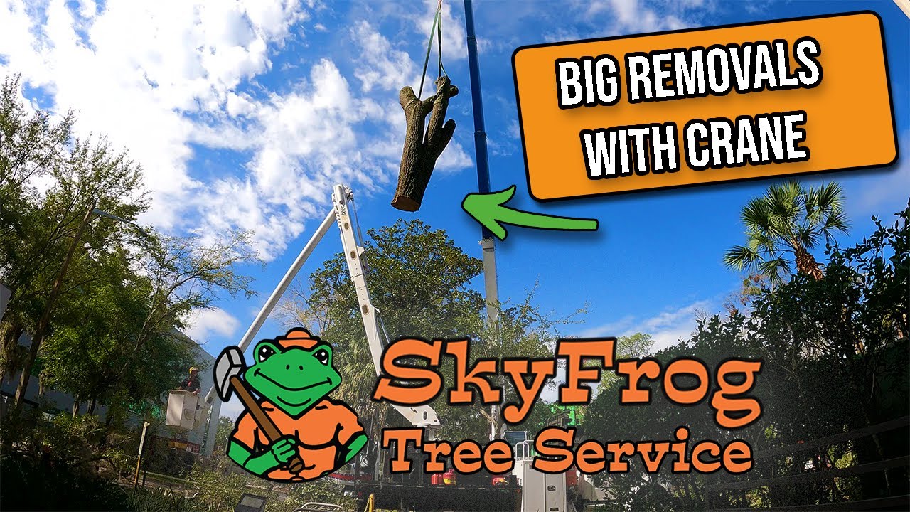 Removing BIG Trees With Bucket Truck and Crane | SkyFrog Tree Service ...