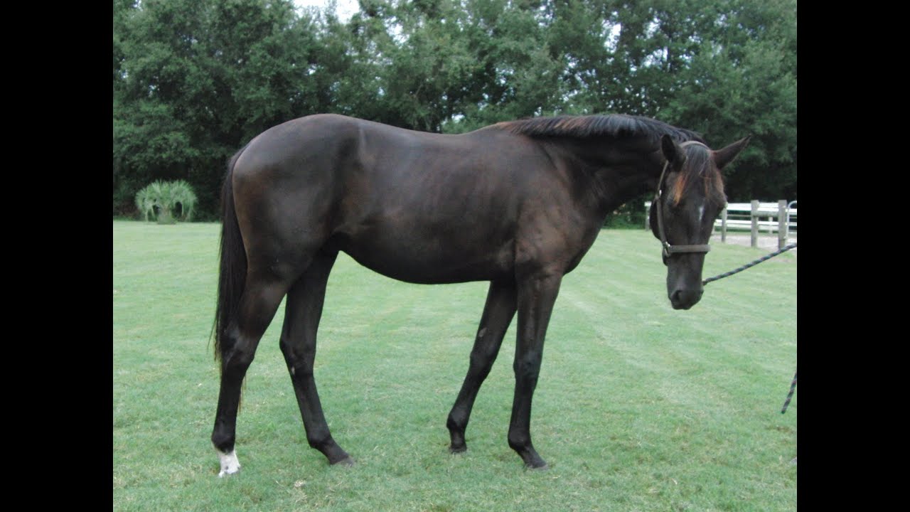 Ryszard - 2011 Black Hanoverian Gelding by Rubignon and out of ...