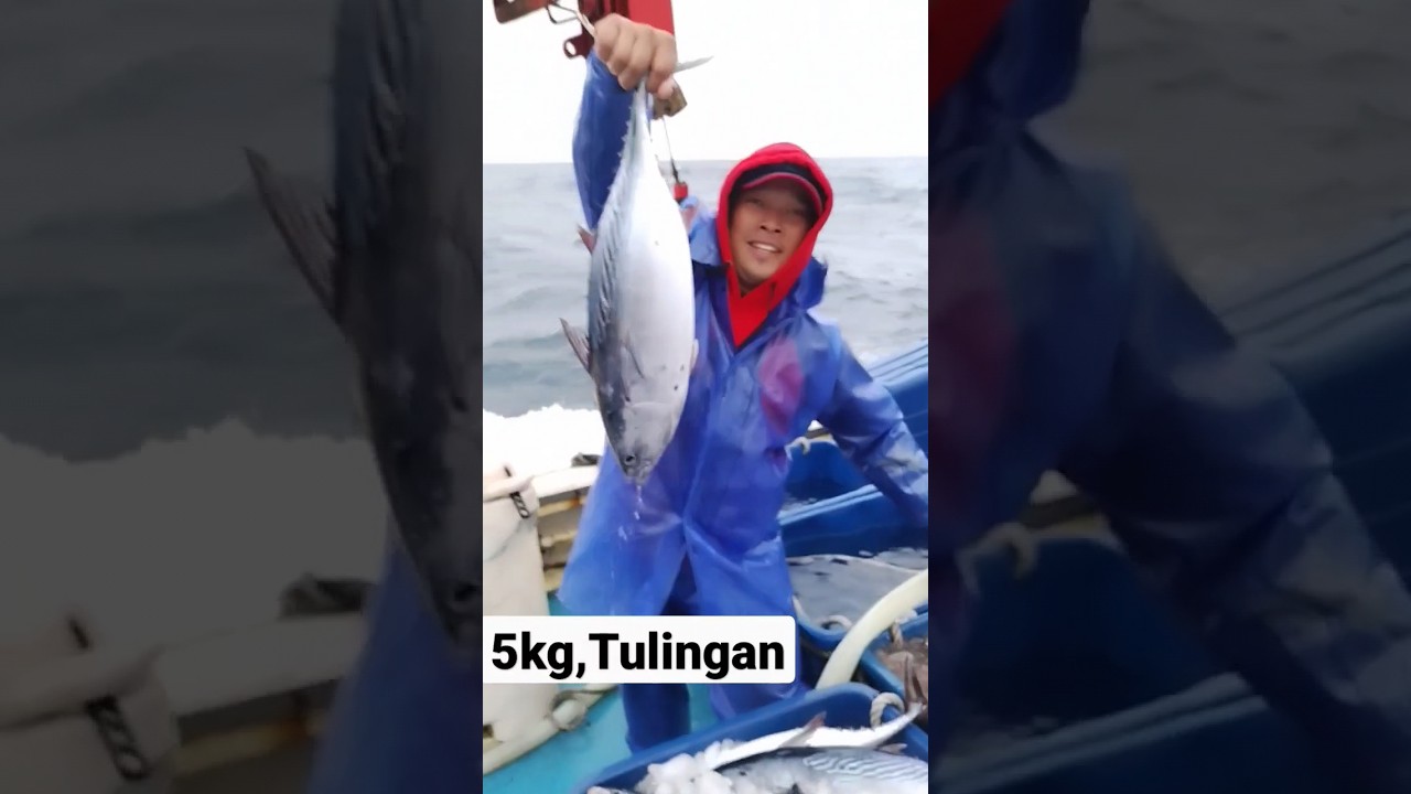 Amazing,Baklad net Fishing,catching Yellow fin,MEckerel, #fisherman ...