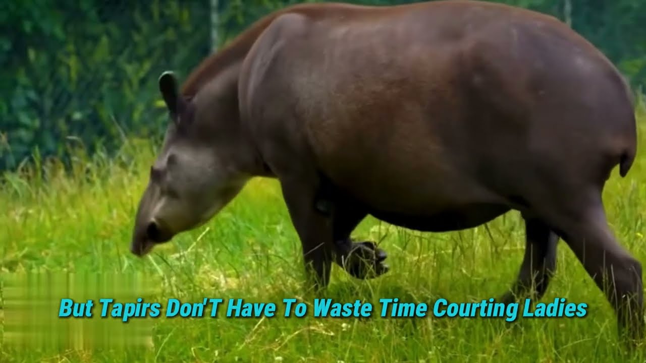 CRAZY TAPIR FACTS SPIKED P.... & WILD MATING RITUALS! - YouTube