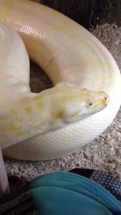 Biggest Python I've ever seen in my life!!!! - YouTube