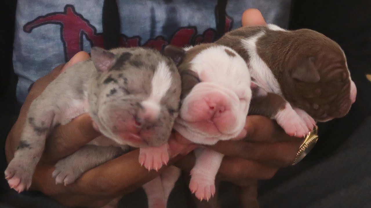 American bullies We have puppies! How cute is this How to be cute ...