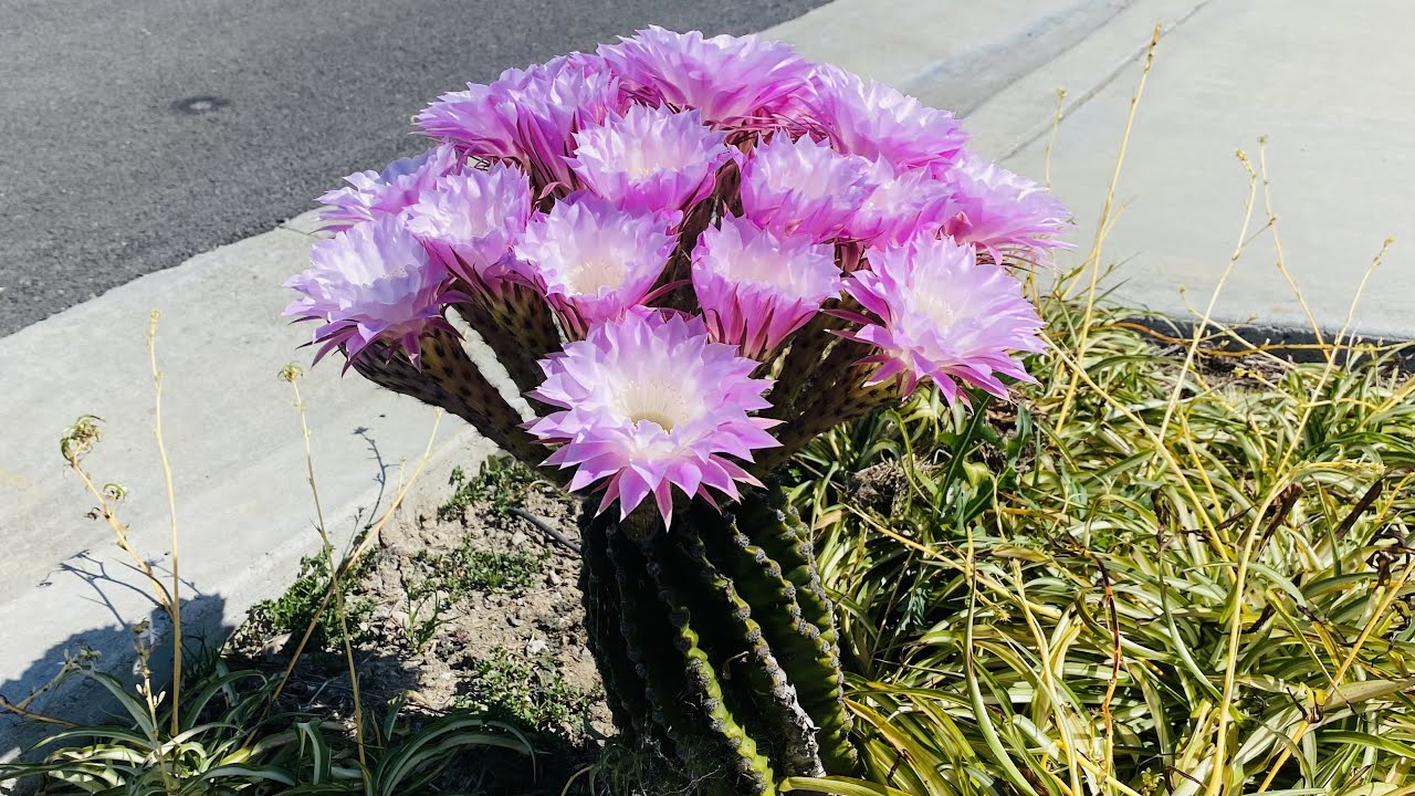 Beautiful Cactus Flowers | Cali Que Em - YouTube