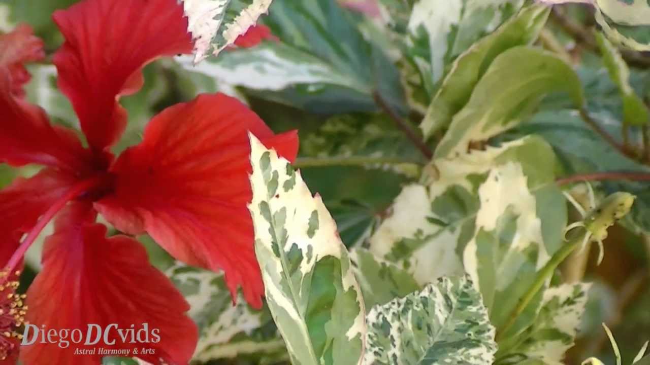 Hibiscus rosa-sinensis - Snowflake Hibiscus - Cooperii (Malvaceae ...