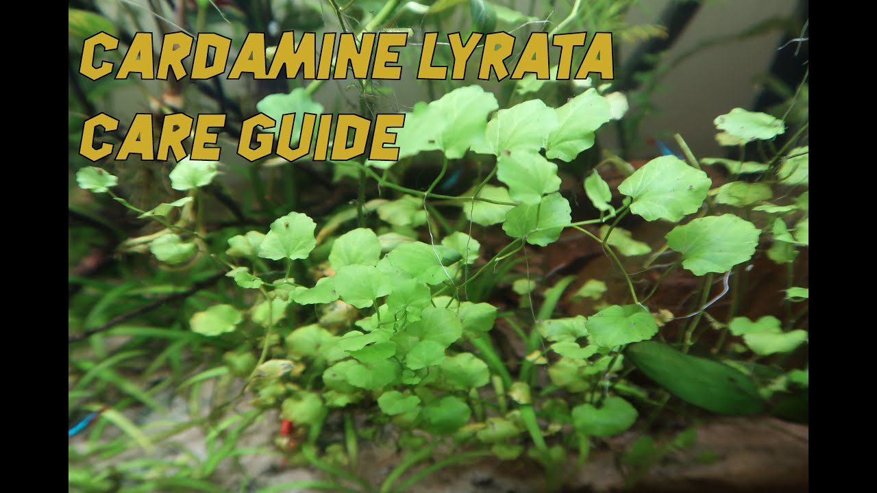 Cardamine Lyrata : Care Guide/Plant review - YouTube