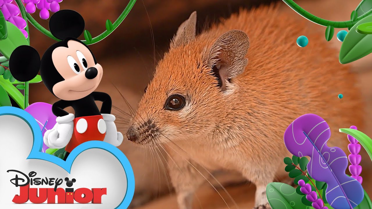 Desert | Disney Animals | Mickey Mouse Funhouse | @disneyjr - YouTube