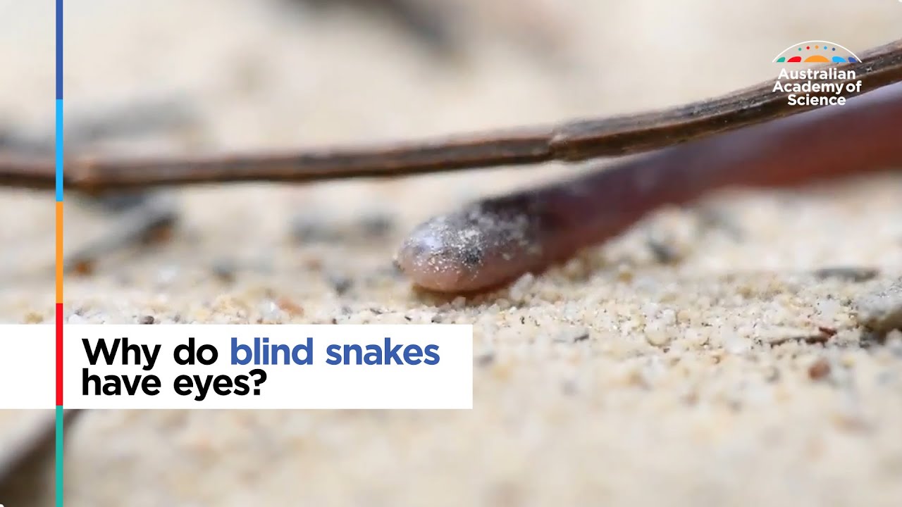 Why do blind snakes have eyes? - YouTube