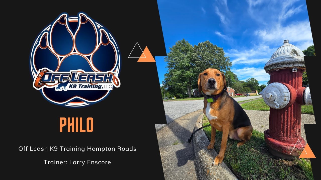 Philo the Lab Mix! Amazing Transformation | Dog Reactive to Dog Chill - YouTube