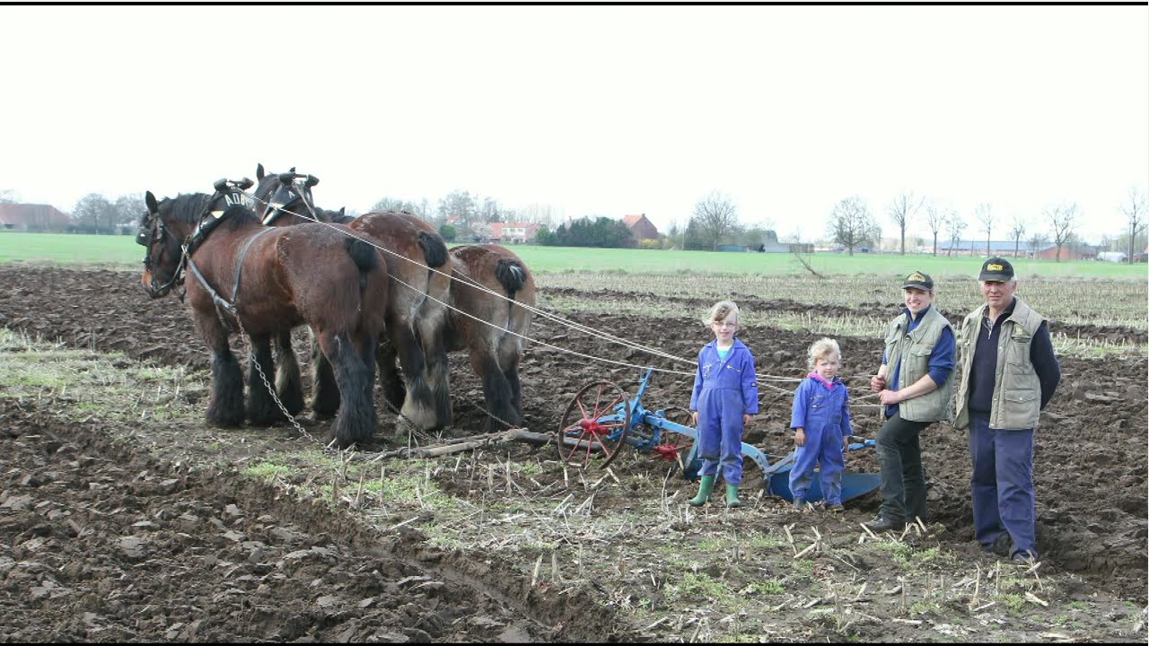 Work Horses Plowing