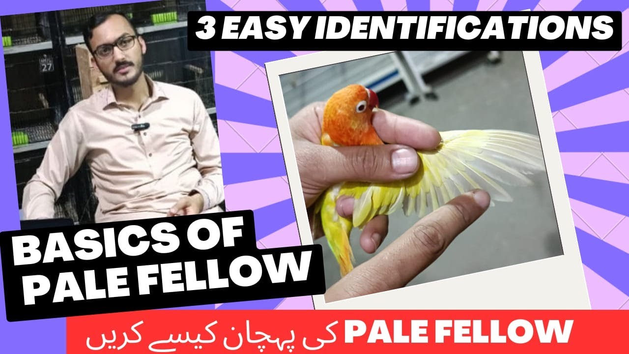 Pale Fellow Ki Pehchan | Basics | Easy Identification | Shani Bhai ...