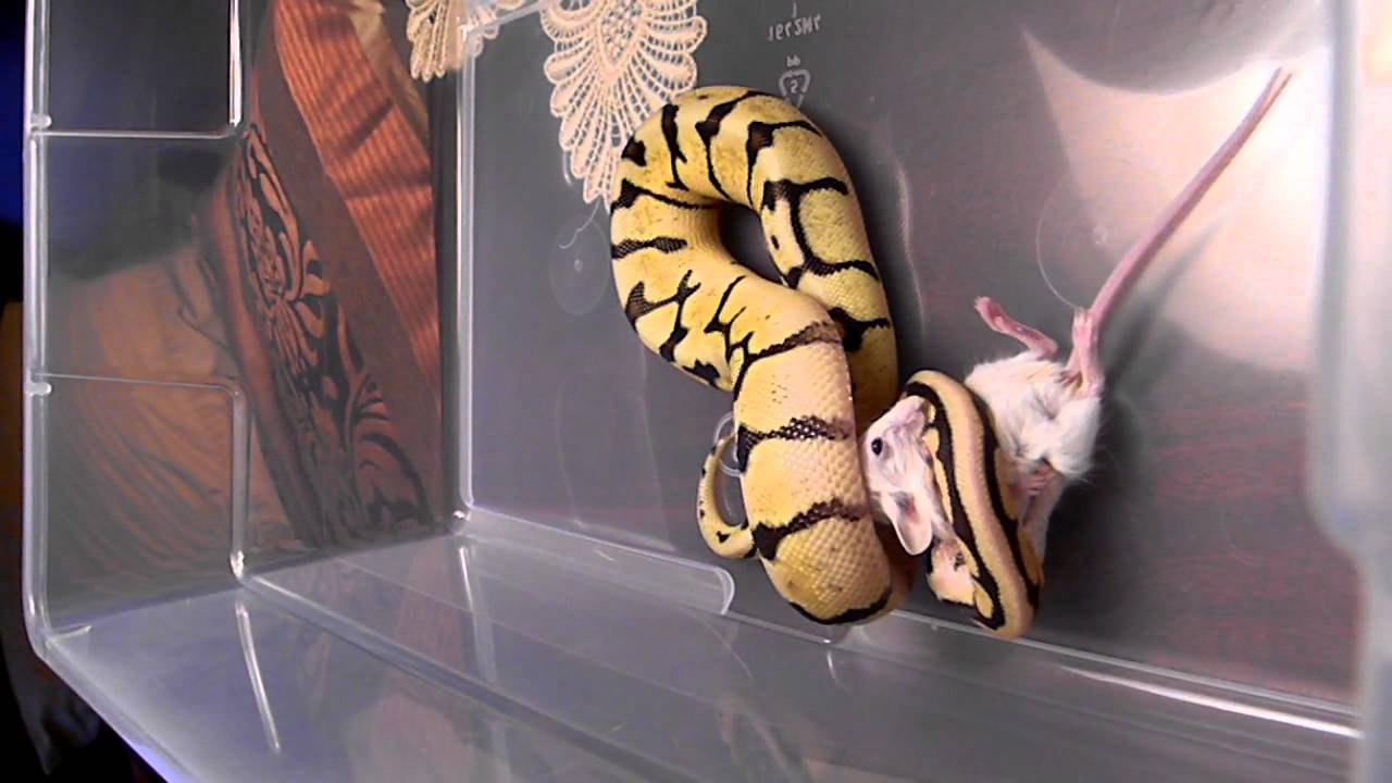2012 Bumblebee Ball Python Feed - YouTube
