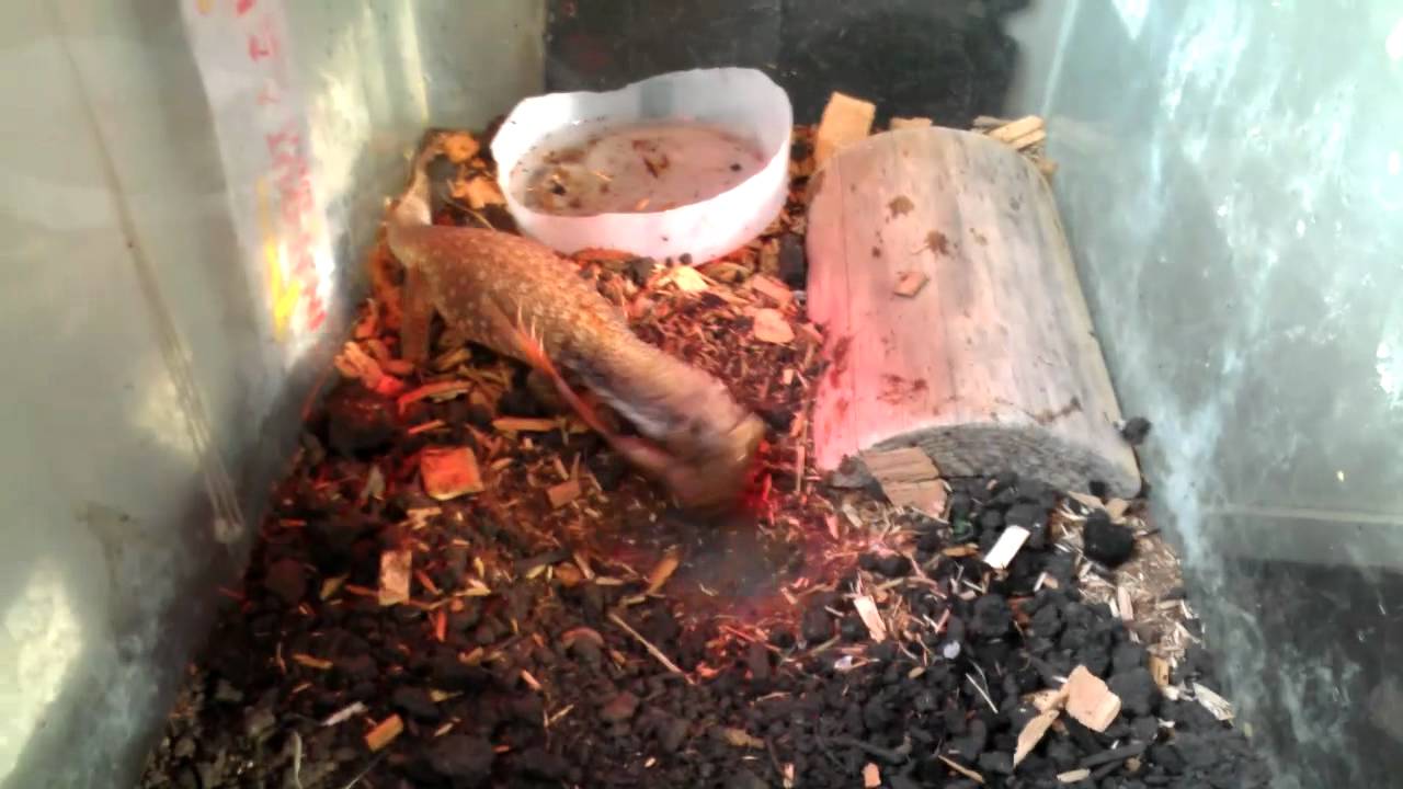 monitor eating frog - YouTube