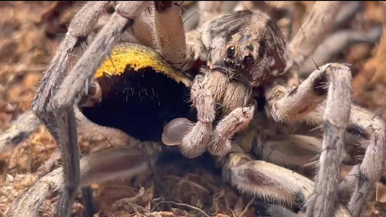 Hogna Carolinensis (Carolina Wolf Spider) mating... - YouTube