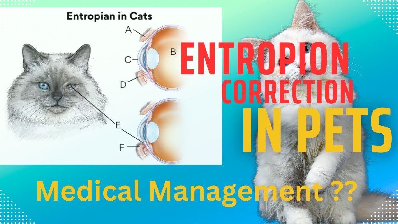 Entropion Correction | Cats and Dogs| Pets | Part 1 | Medical ...
