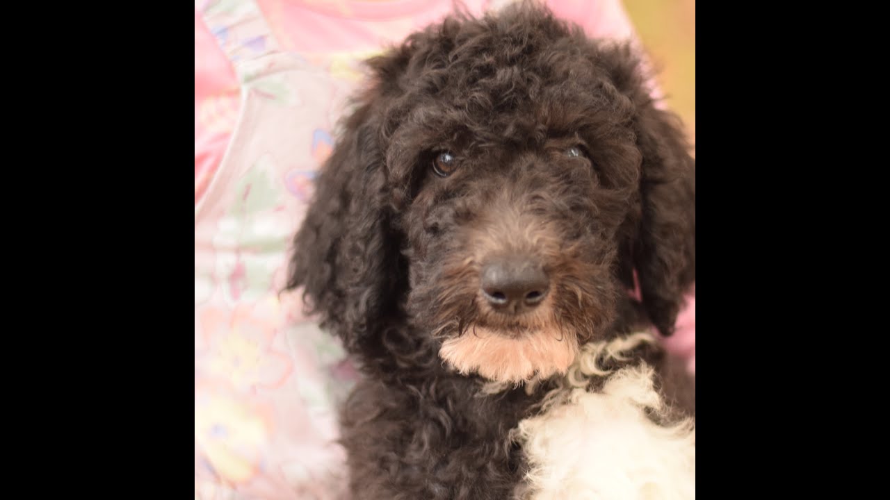 Fern and Floyd from Above Standard Poodles - YouTube