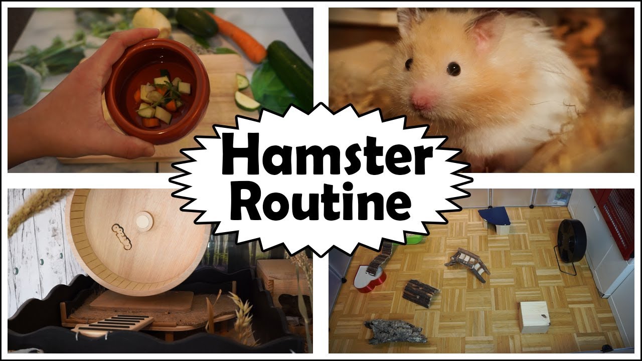 Tägliche Hamster Routine | Bumbles Alltag - YouTube