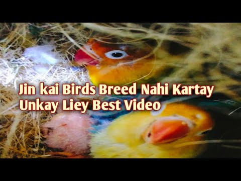 #lovebirds #chicks #redeyes #faisalabad #facts Jin Jin Kai Birds Breed ...