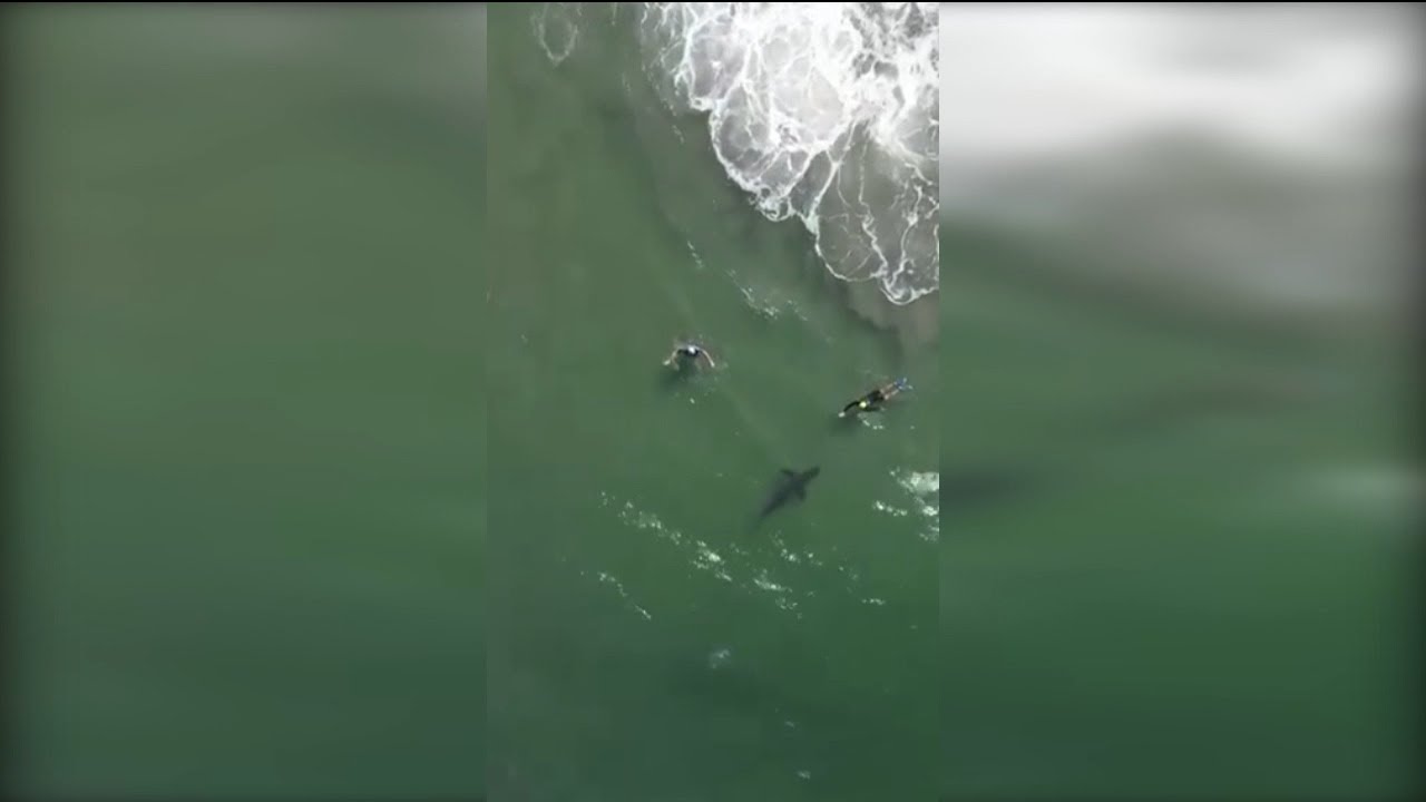 Drone video captures Great White Shark in shallow waters of Del Mar, CA ...