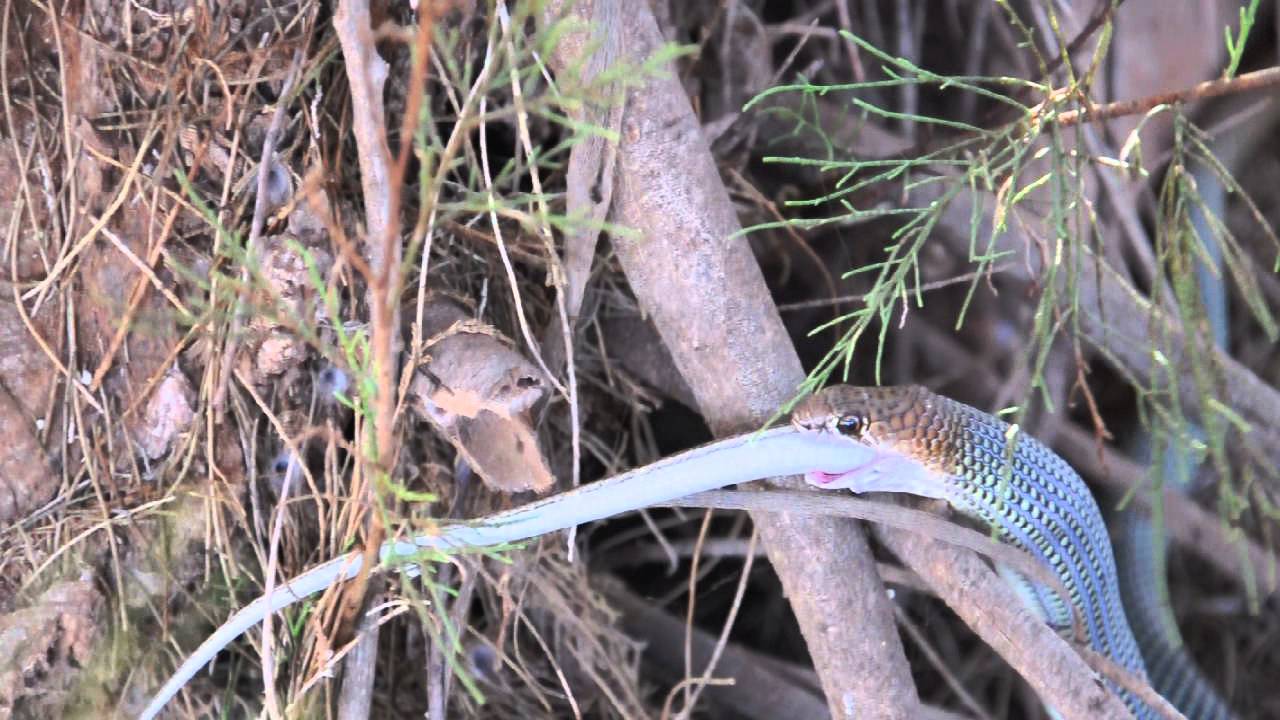 Whip snake eating a lizard, Part 2 - YouTube
