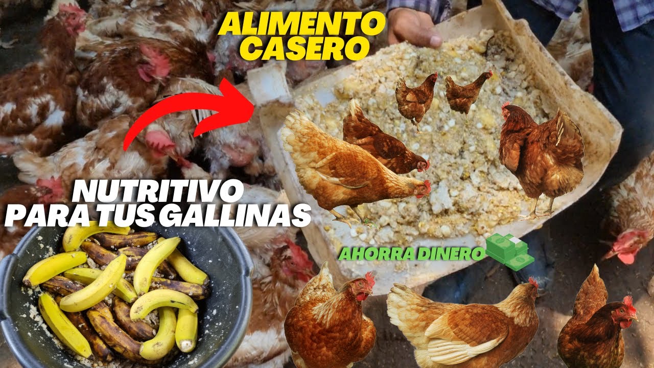 Crea tu Propio Alimento para Gallinas ponedoras Casero - Ahorra mucho ...
