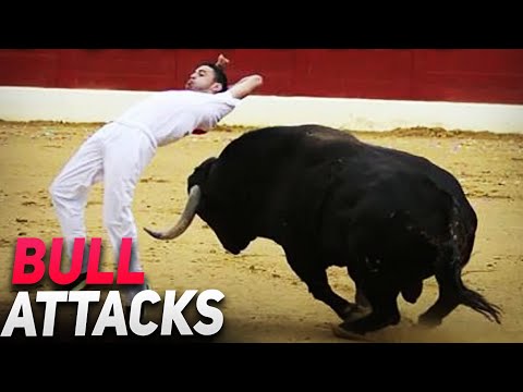 Most Unbelievable Bull Attack Moments Ever !
