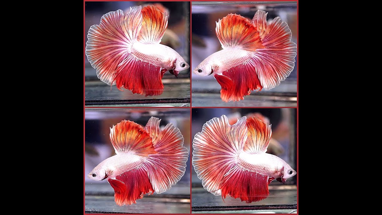 Betta Fish DRAGON RED COPPER Halfmoon HM Male C518 - YouTube
