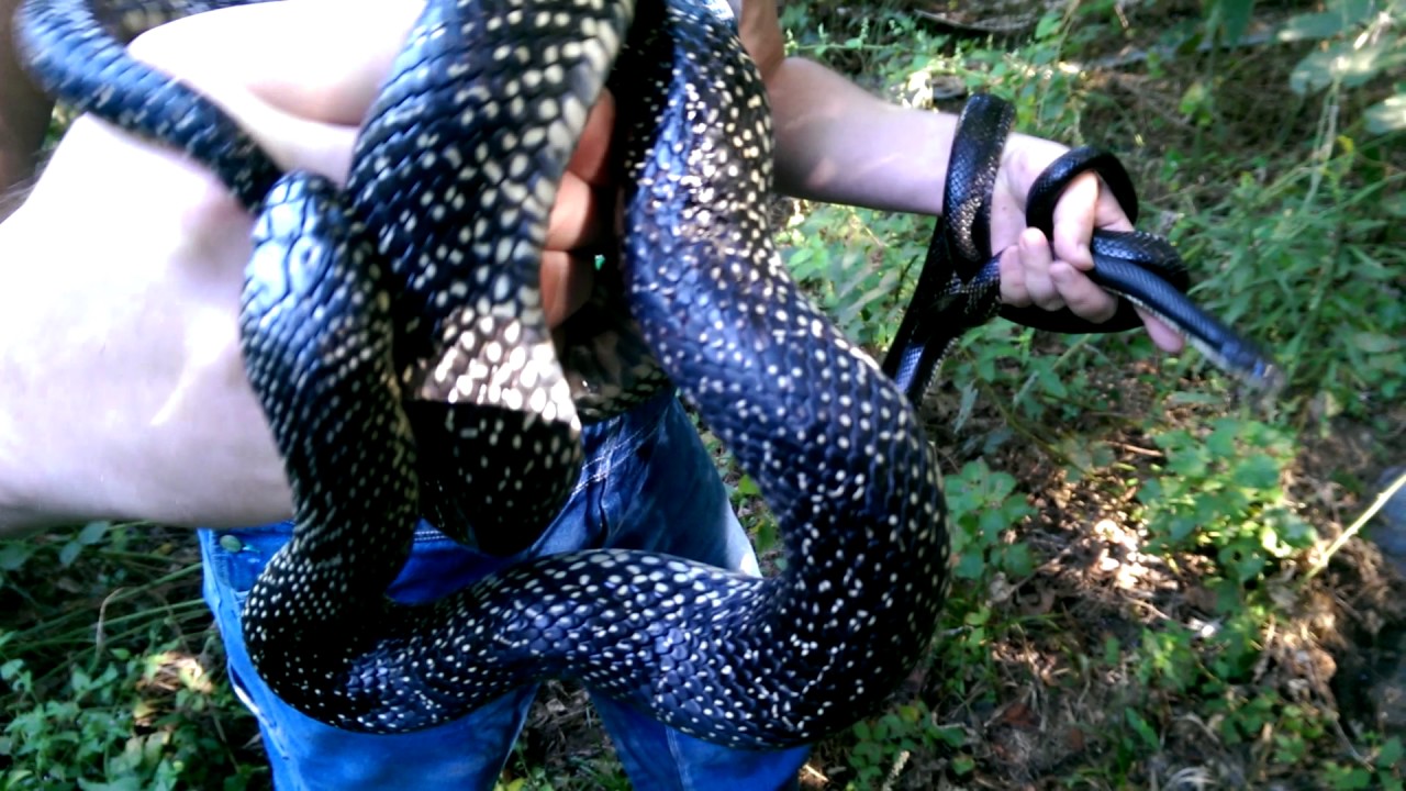 Western KY tin site with rat snake and speckled king - YouTube