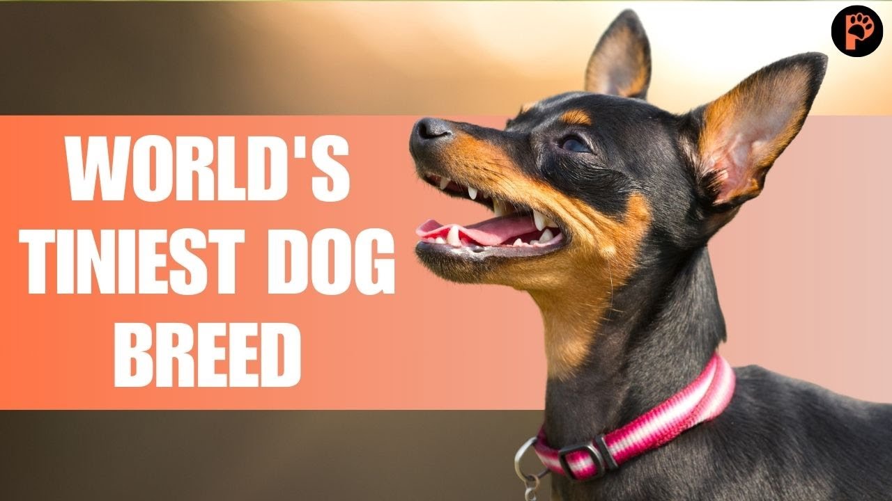 Prague Ratter Dog Breed - Facts - Traits - Health - YouTube