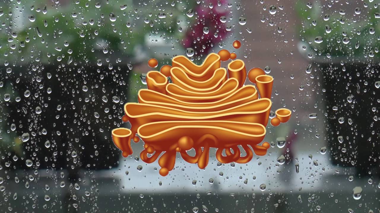 Cell Wall Video Campaign - YouTube