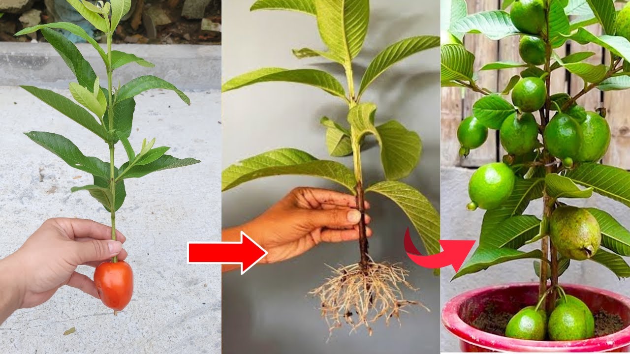 UNIQUE TECHNIQUE guava propagation method using tomatoes - YouTube