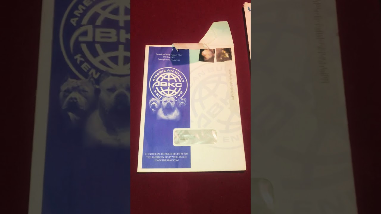 American bully papers ukc abkc - YouTube