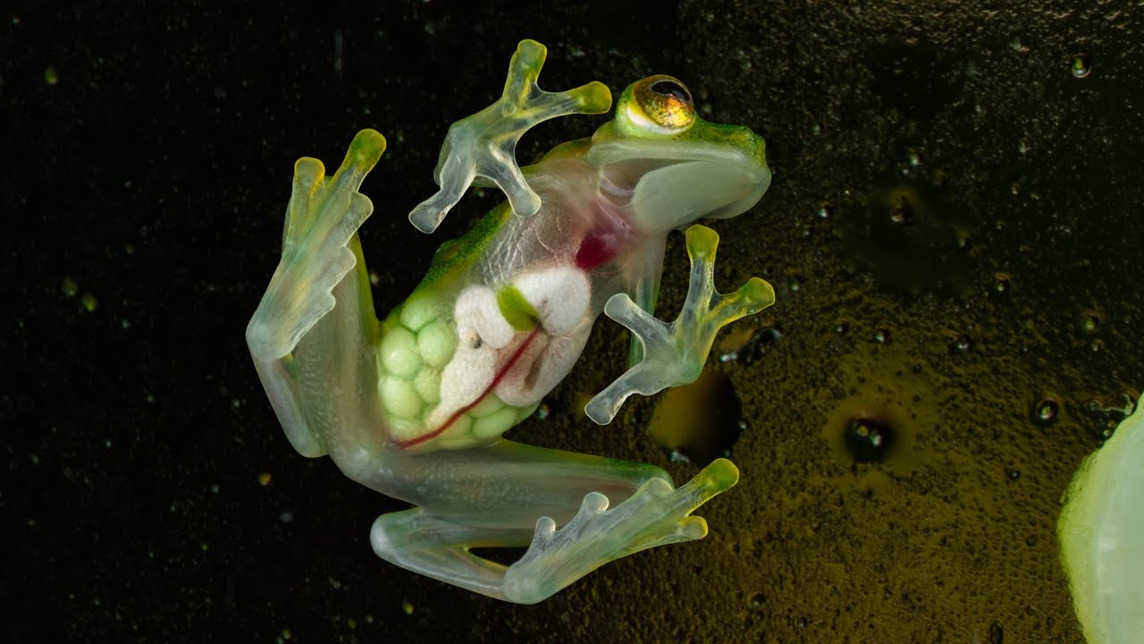 Behold the Transparent Beauty of the Glass Frog - YouTube
