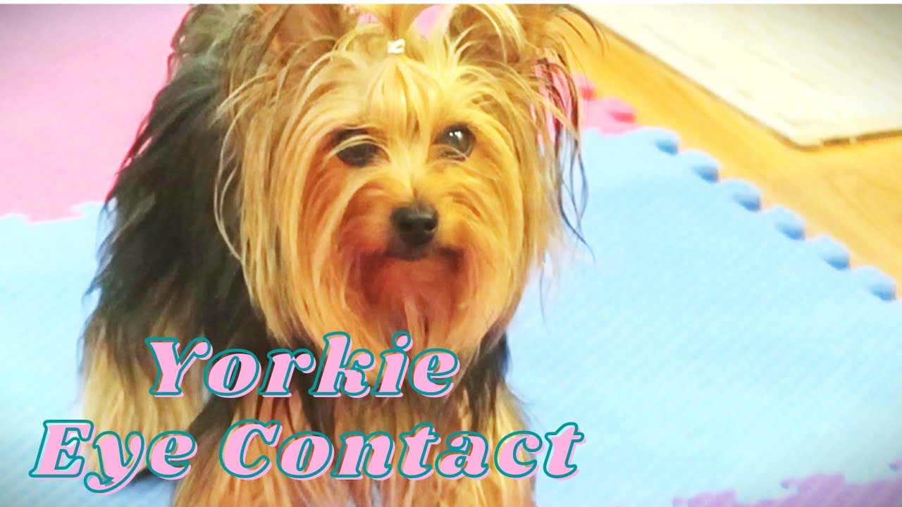 Yorkshire Terrier Eye Contact | Dog Eyes - YouTube