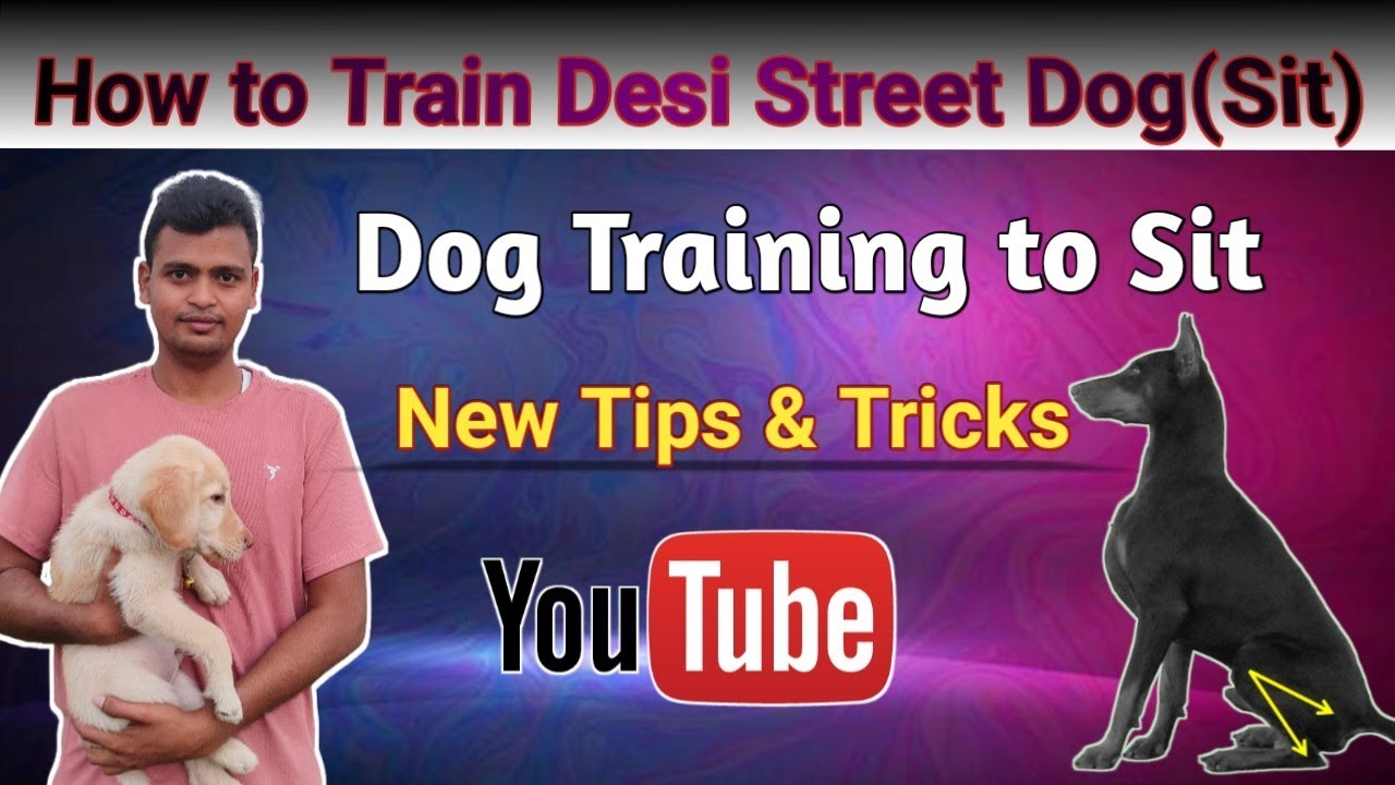 How to Train your Dog to "Sit" Command || New Tips and Tricks🙏 - YouTube